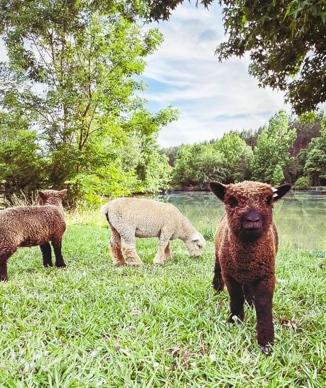 Tiny Cow Farm – Micro Miniature Scottish Highland Cows in Etta, Mississippi