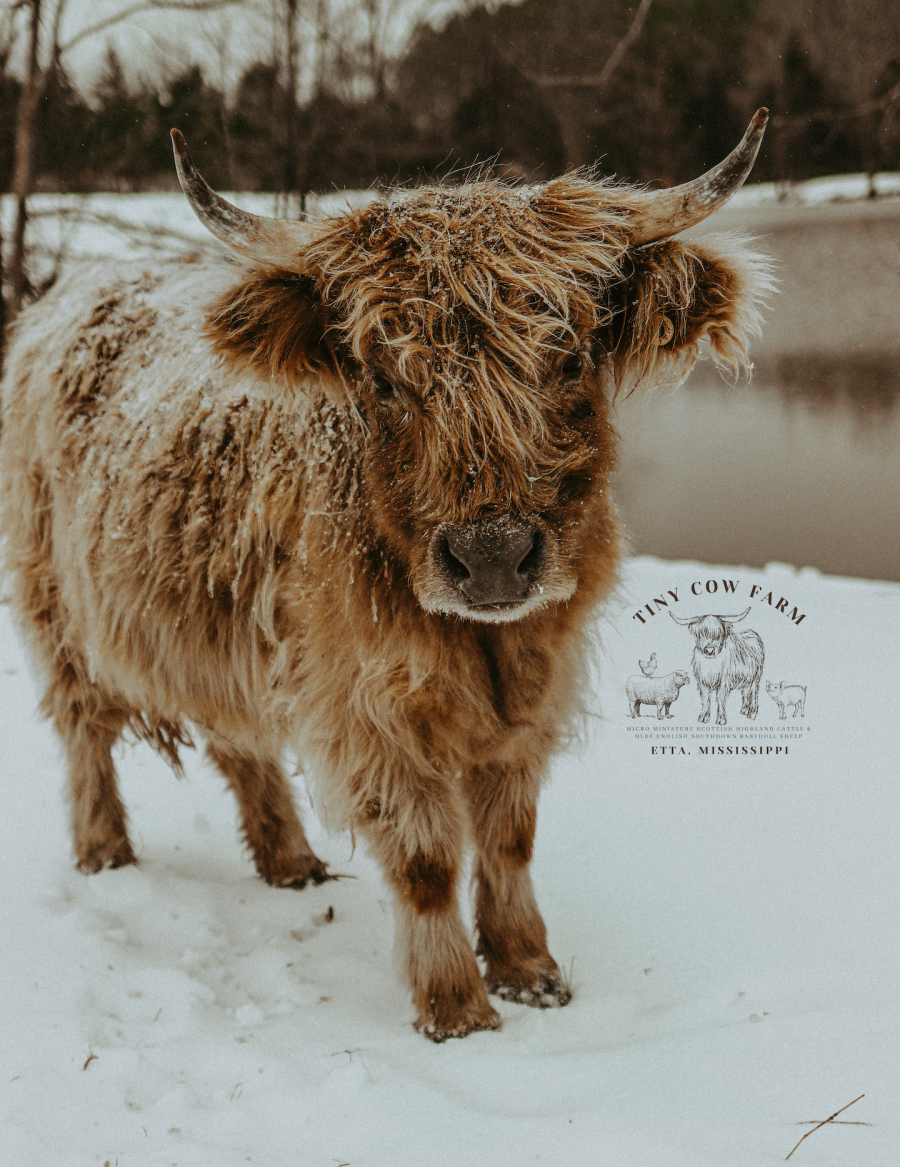 Tiny Cow Farm – Micro Miniature Scottish Highland Cows in Etta, Mississippi